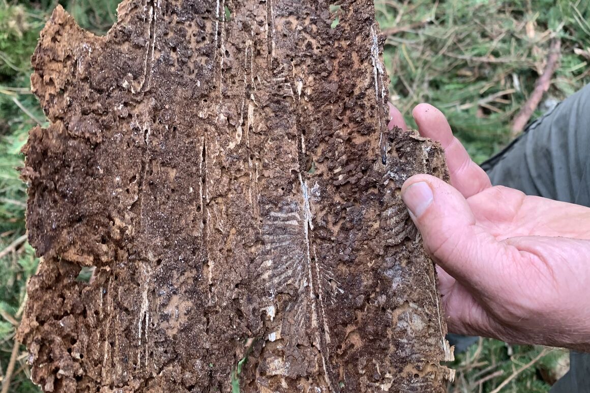 Wie übergibt man einen Wald? Wachwechsel im Klosterforst